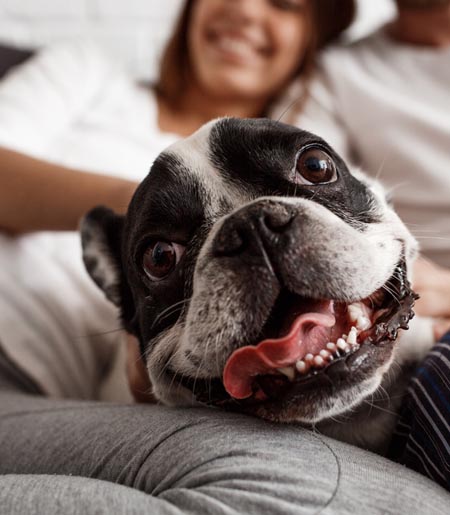 Aggressive Dog Behavior Expert | Michael's Dogs Behavior Group