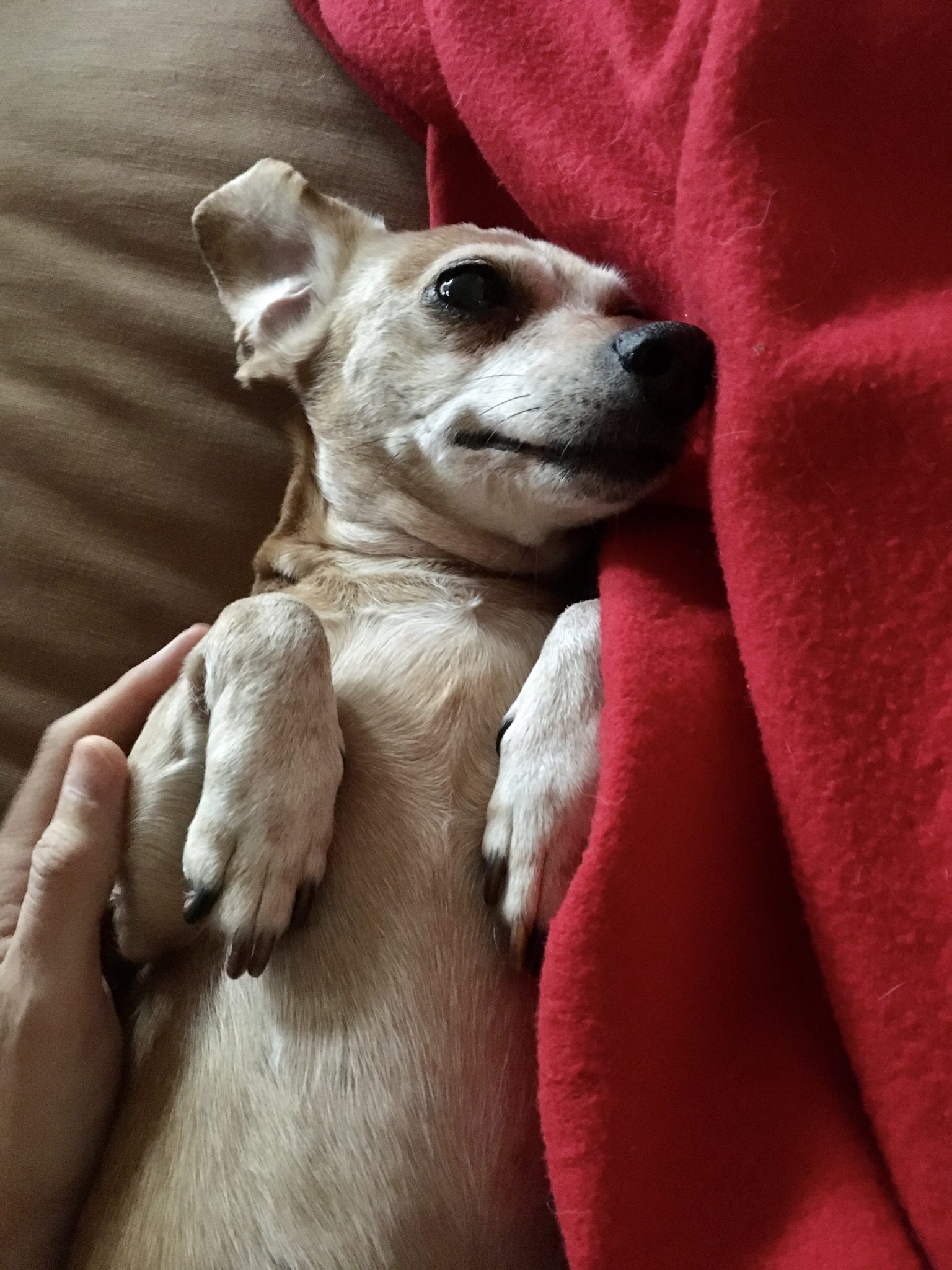 Anticipatory Grief: The Sadness Before Losing a Beloved Dog | Michael's ...