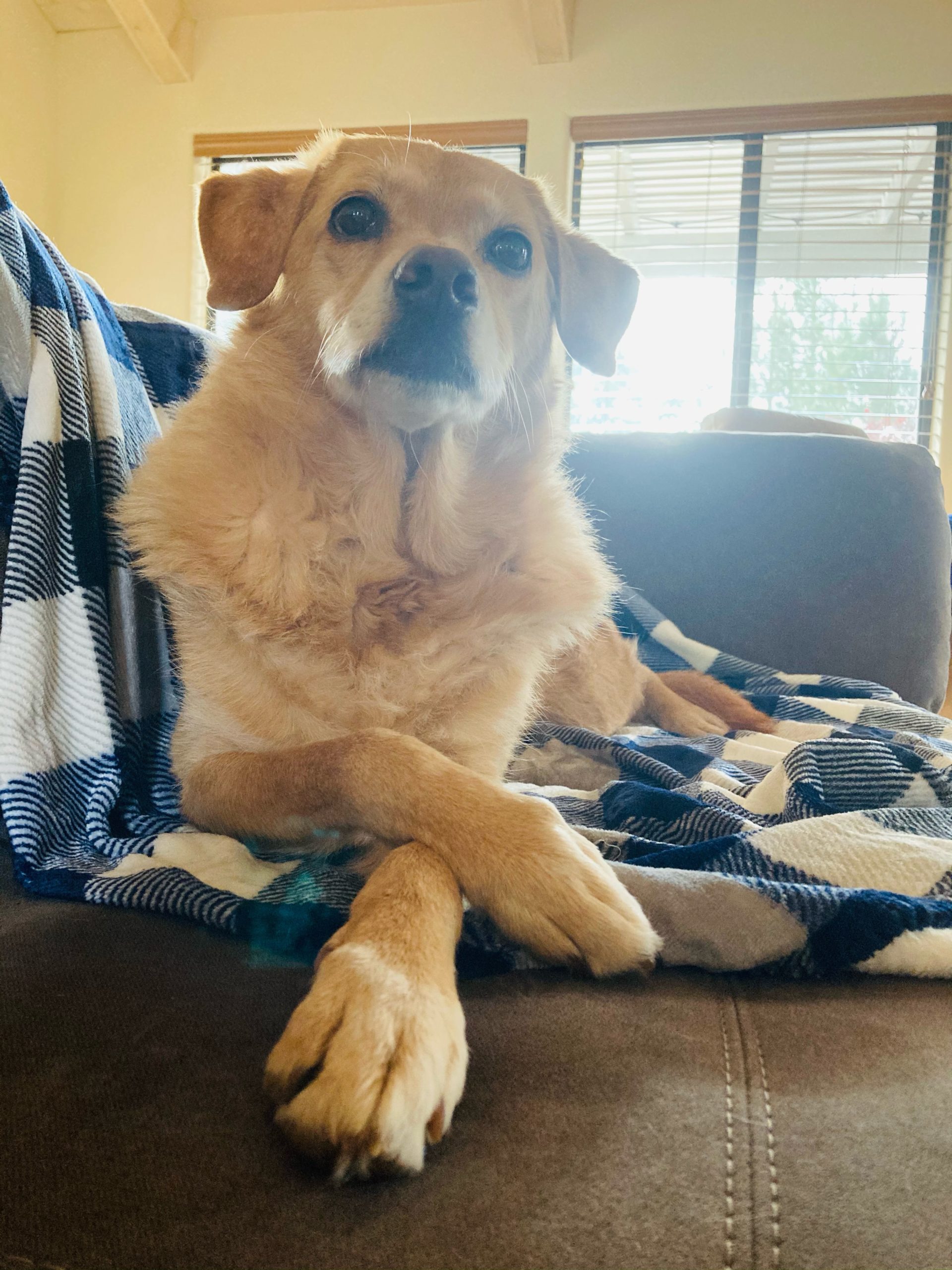 How Balanced Dog Training Fails | Michael's Dogs Behavior Group