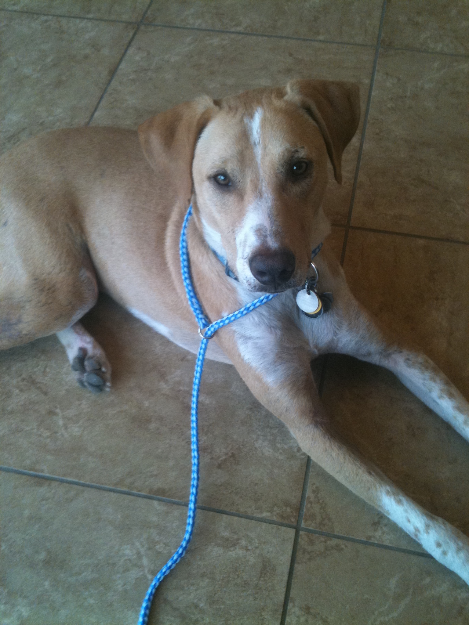 Tad Goodbyes | Michael's Dogs Behavior Group