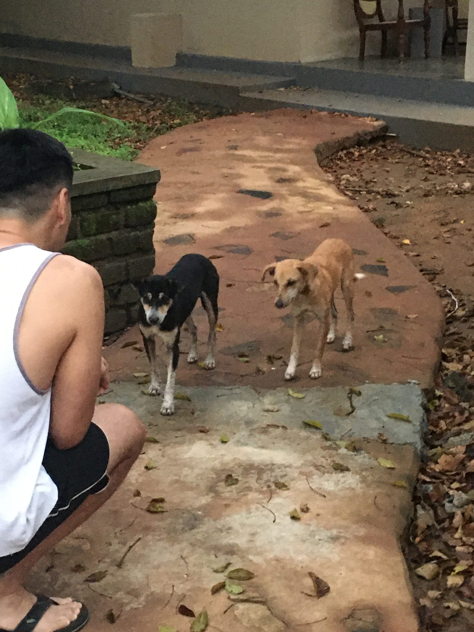 Natural Dog Behavior Around the World | Michael's Dogs Behavior Group