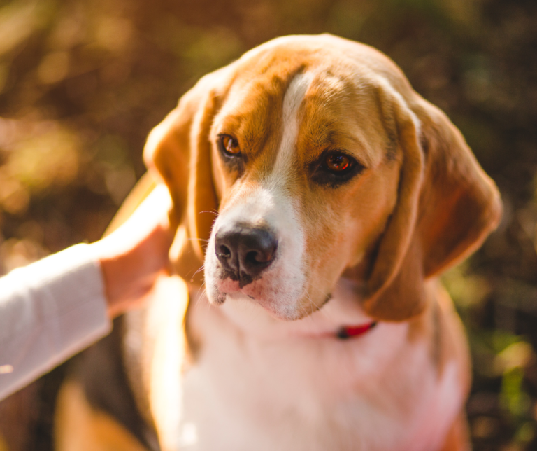 Dog Training is About Our Behavior | Michael's Dogs Behavior Group