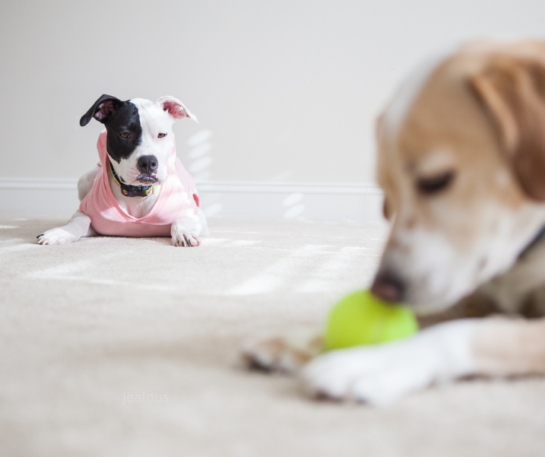 Jealousy and Dog on Dog Aggression | Michael's Dogs Behavior Group