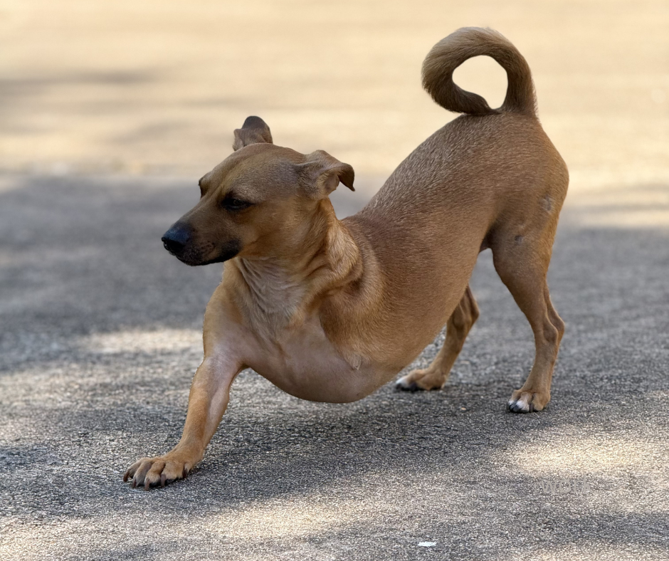 When Your Dog's Behavior Suddenly Changes | Michael's Dogs Behavior Group